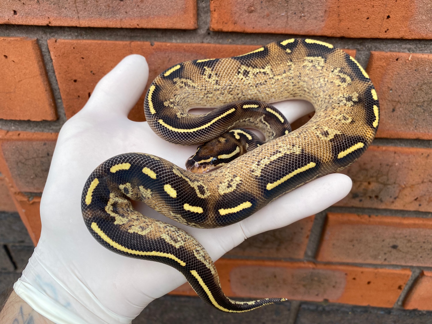 Freeway Ball Python by Crystal Palace Reptiles - MorphMarket