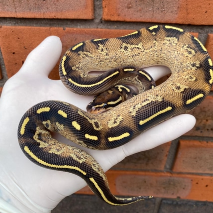 Enchi Cinnamon 100% Het Lavender Albino Ball Python by Crystal Palace ...