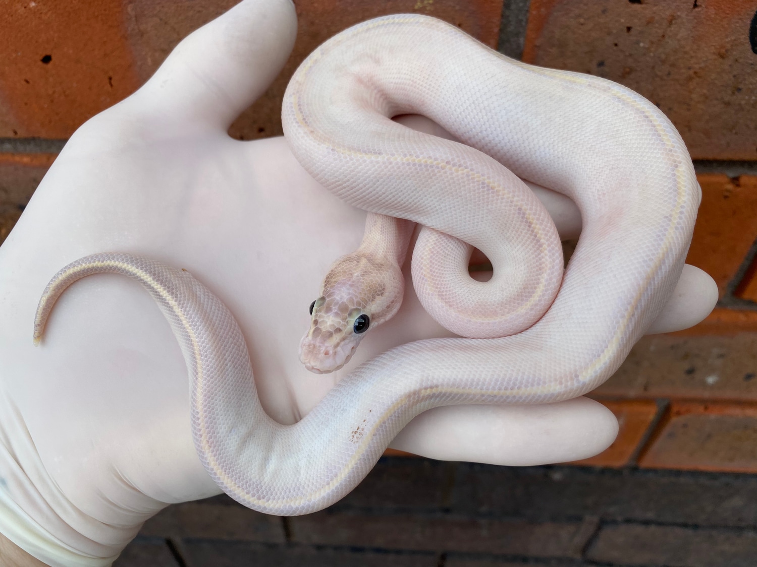 Ivory Ball Python by Crystal Palace Reptiles - MorphMarket