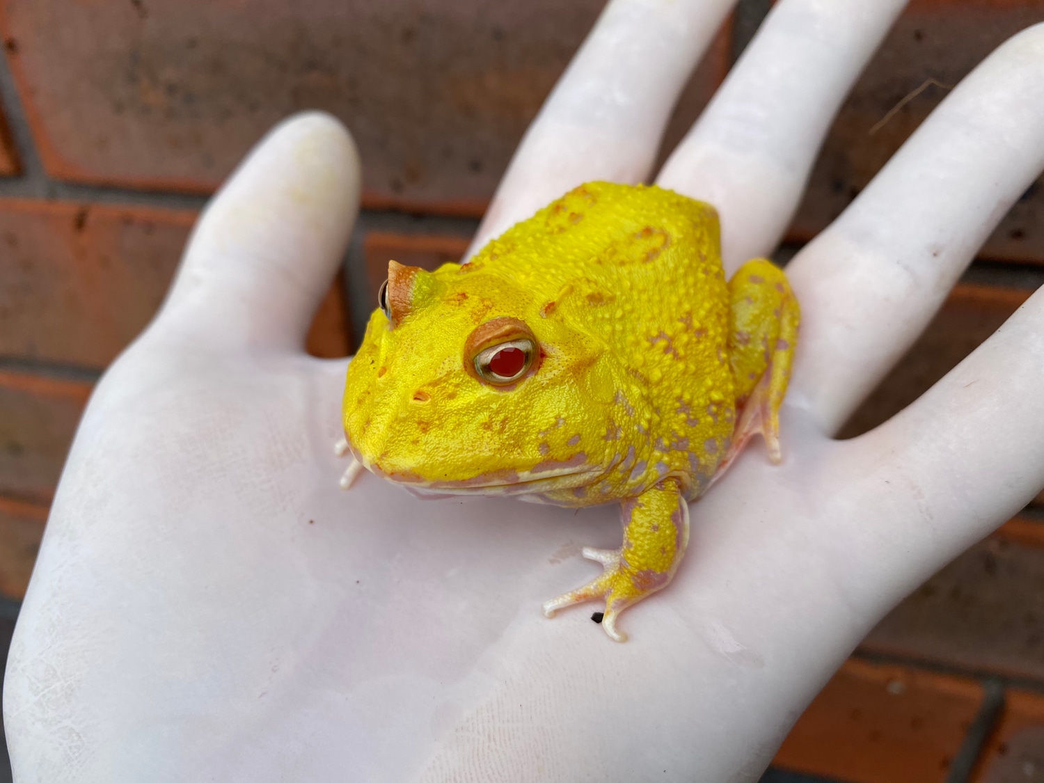 Super Pikachu Pac-Man - Ceratophrys Cranwelli Pacman Frog by Crystal ...