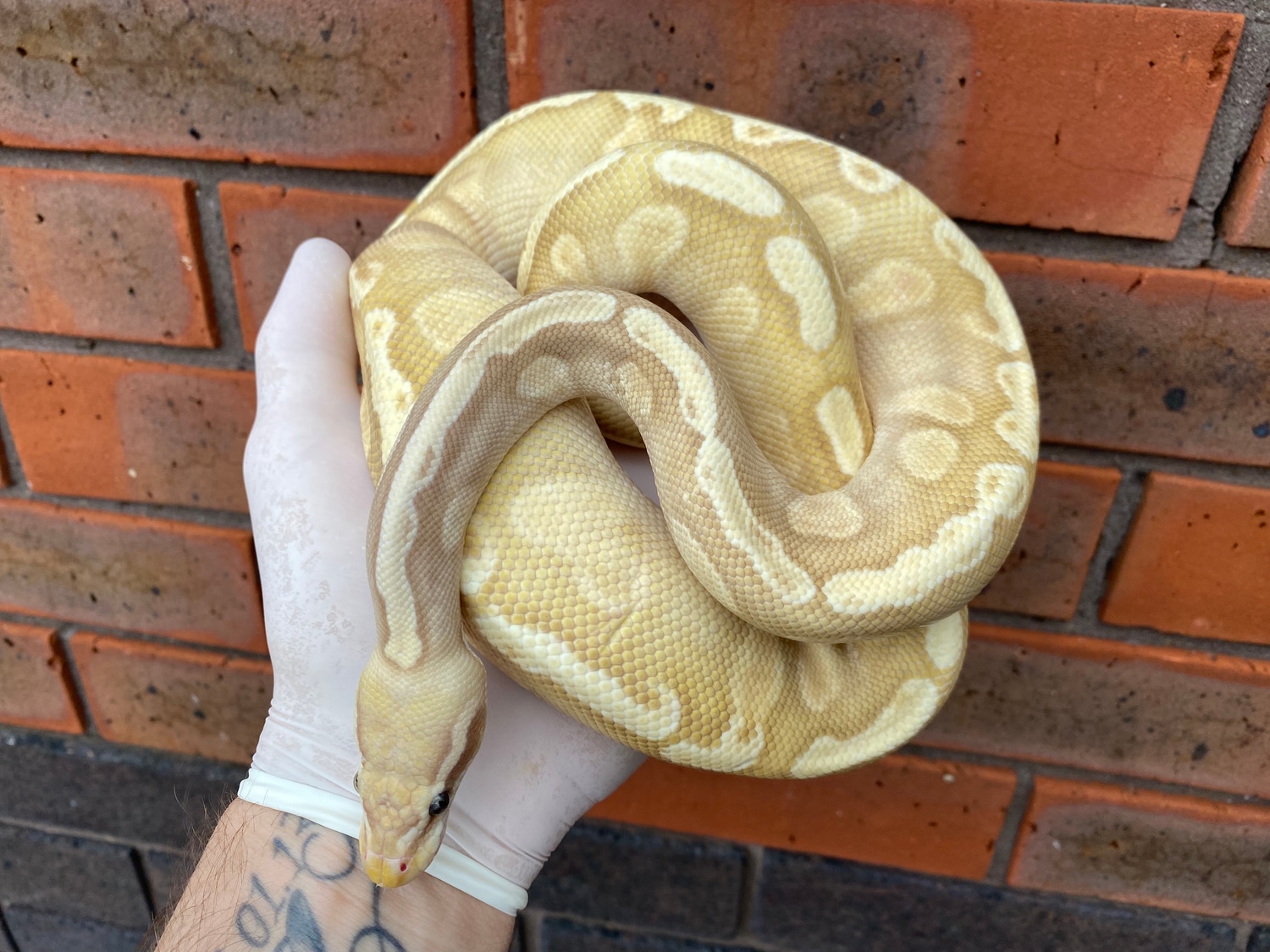 Banana GHI Pastave Ball Python by Crystal Palace Reptiles - MorphMarket