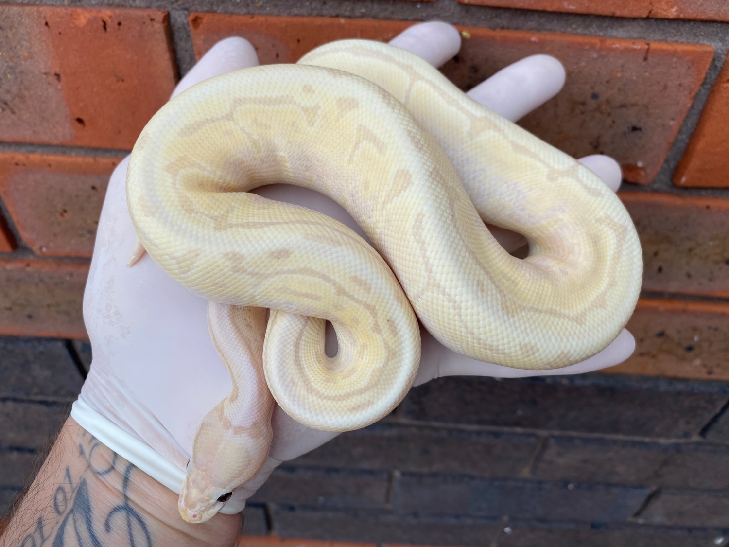 Banana Pinstripe FireFly Ball Python by Crystal Palace Reptiles ...