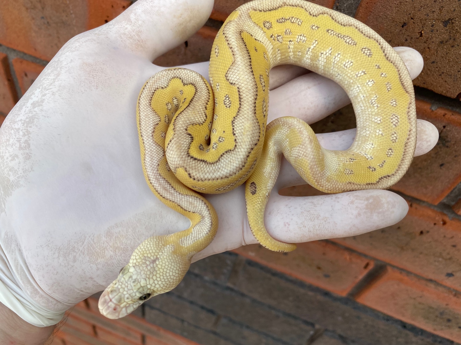 Butter Pastel Leopard Blade Clown Ball Python by Crystal Palace ...