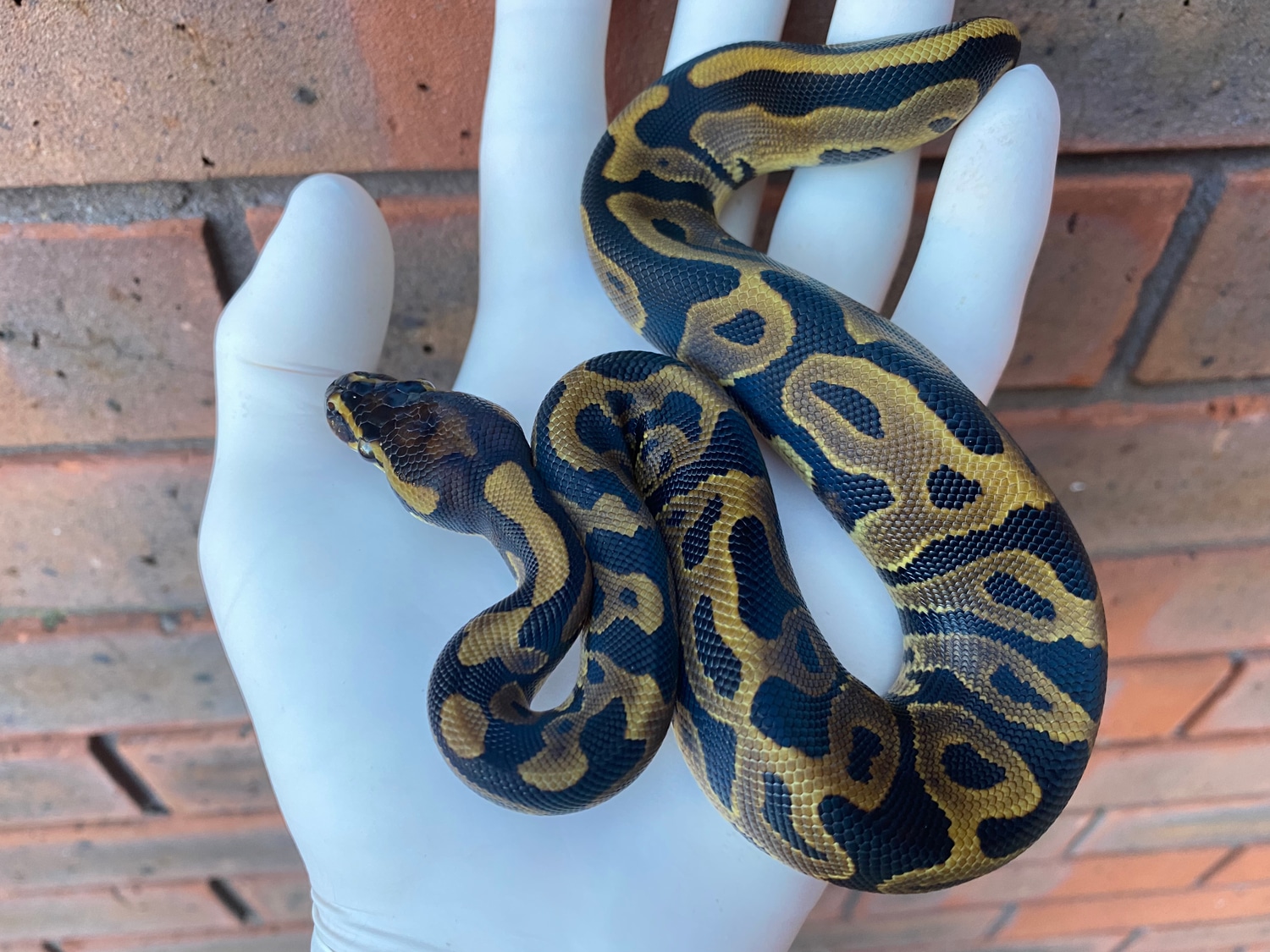 Leopard Ball Python by Crystal Palace Reptiles - MorphMarket