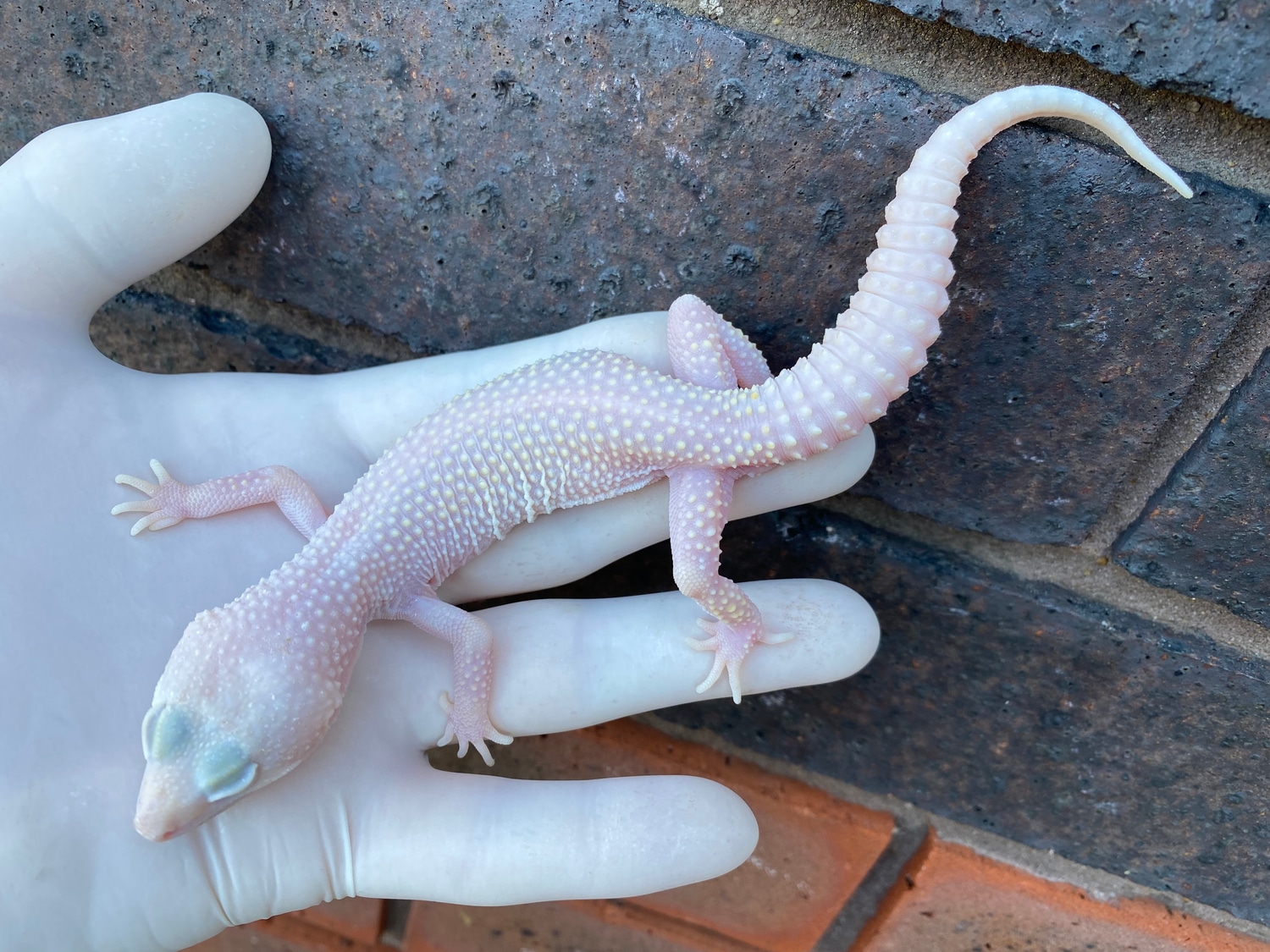 Blazing Blizzard Leopard Gecko by Crystal Palace Reptiles - MorphMarket