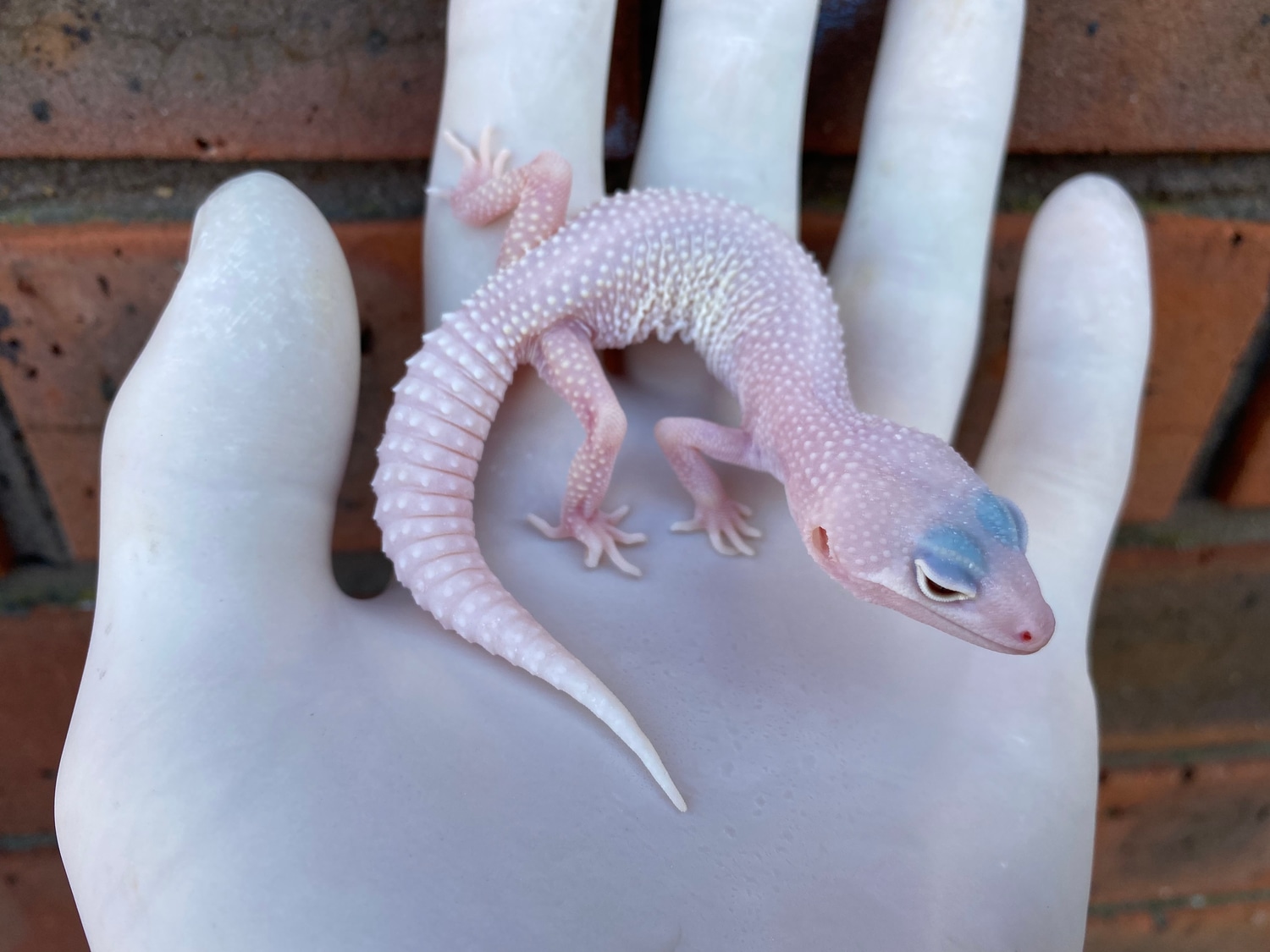 Blazing Blizzard Leopard Gecko by Crystal Palace Reptiles - MorphMarket