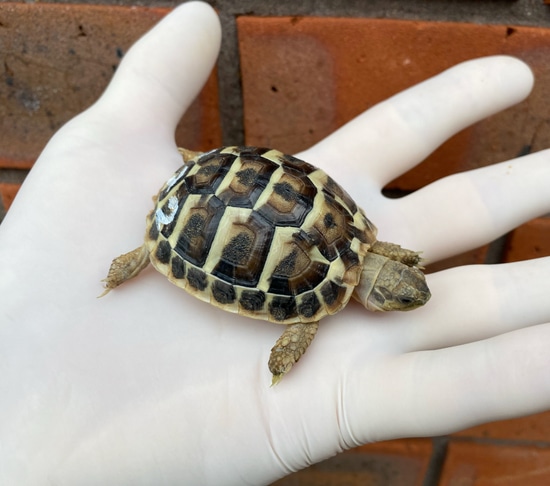 Dwarf Western - Testudo Hermanni Hermanni Hermann's Tortoise by Crystal ...