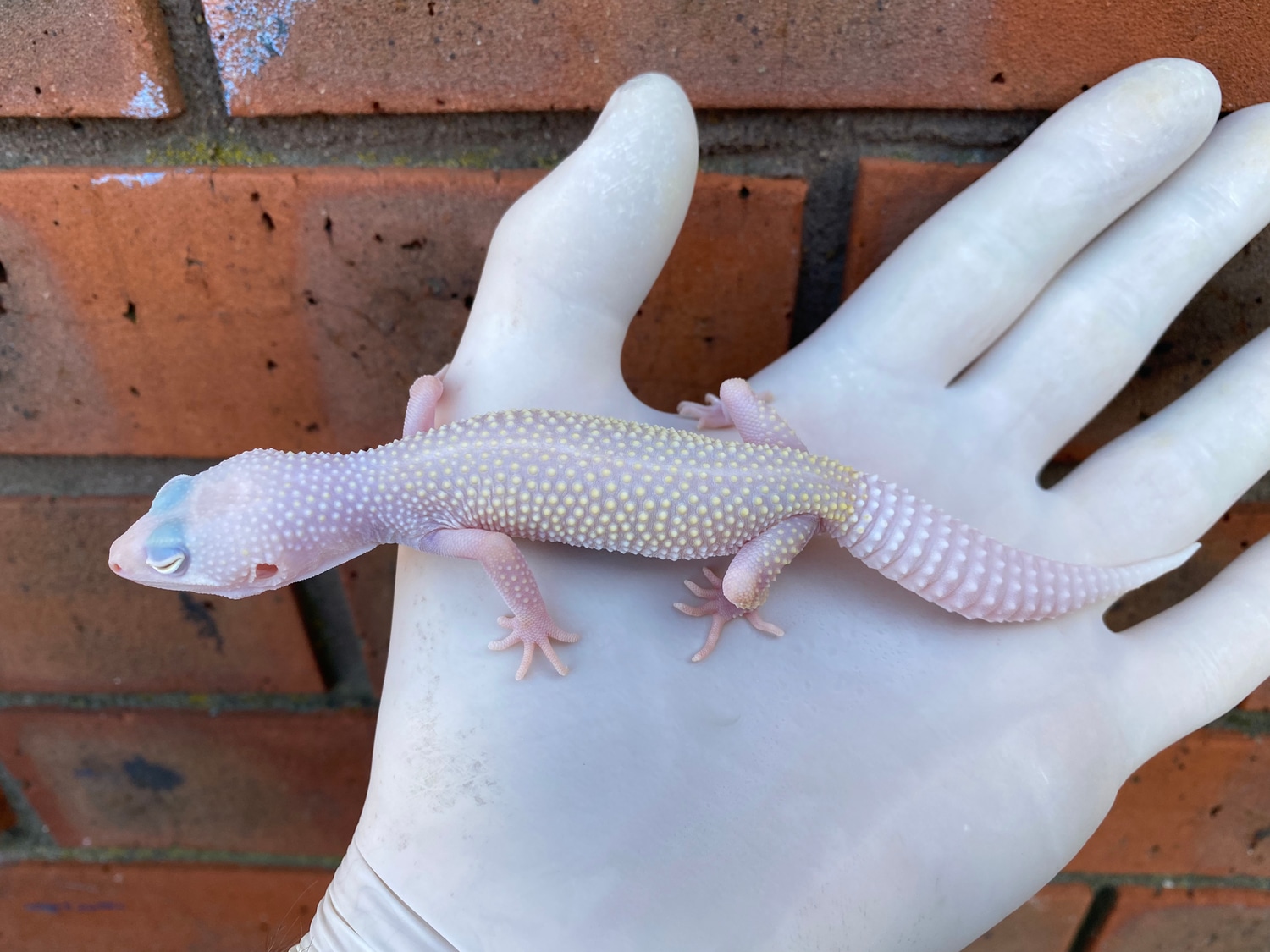 Blazing Blizzard Leopard Gecko by Crystal Palace Reptiles - MorphMarket