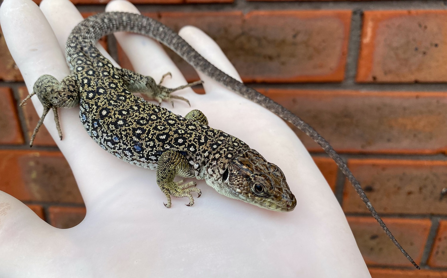 European Eyed Lizards (Timon Lepidus) More Lizard by Crystal Palace ...