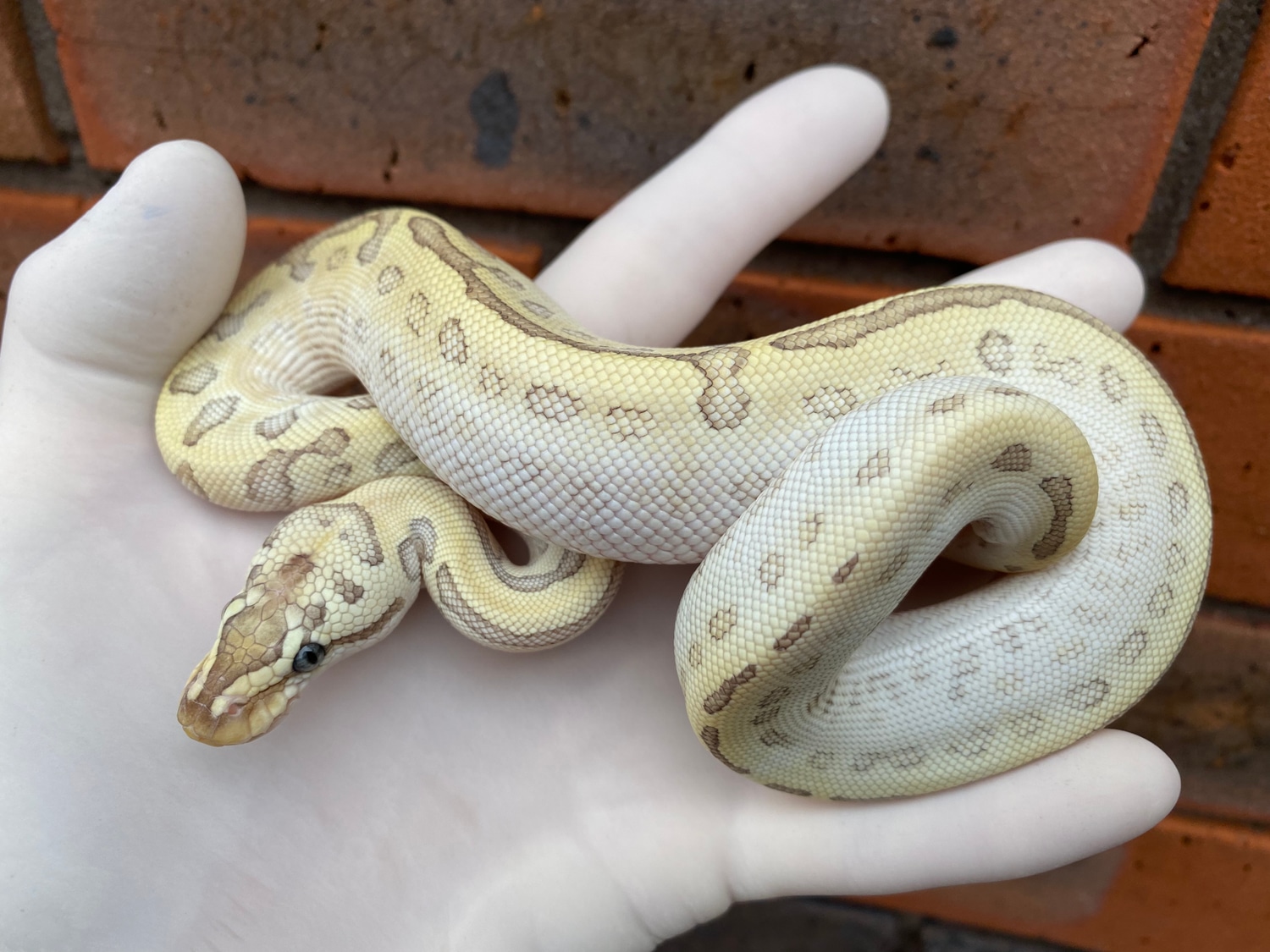Bamboo Leopard Enchi 50% Poss Het Clown Ball Python by Crystal Palace ...