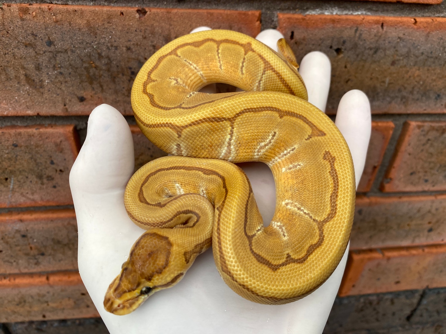 Monarch Pinstripe Ball Python by Crystal Palace Reptiles - MorphMarket
