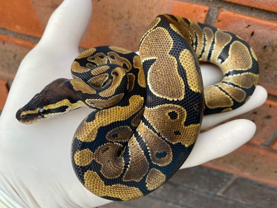 100% Double Het Rainbow & Albino Ball Python by Crystal Palace Reptiles