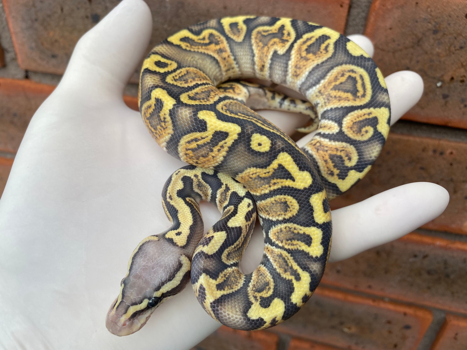 Hypo GHI Pastel (Orange Ghost) Ball Python by Crystal Palace Reptiles ...