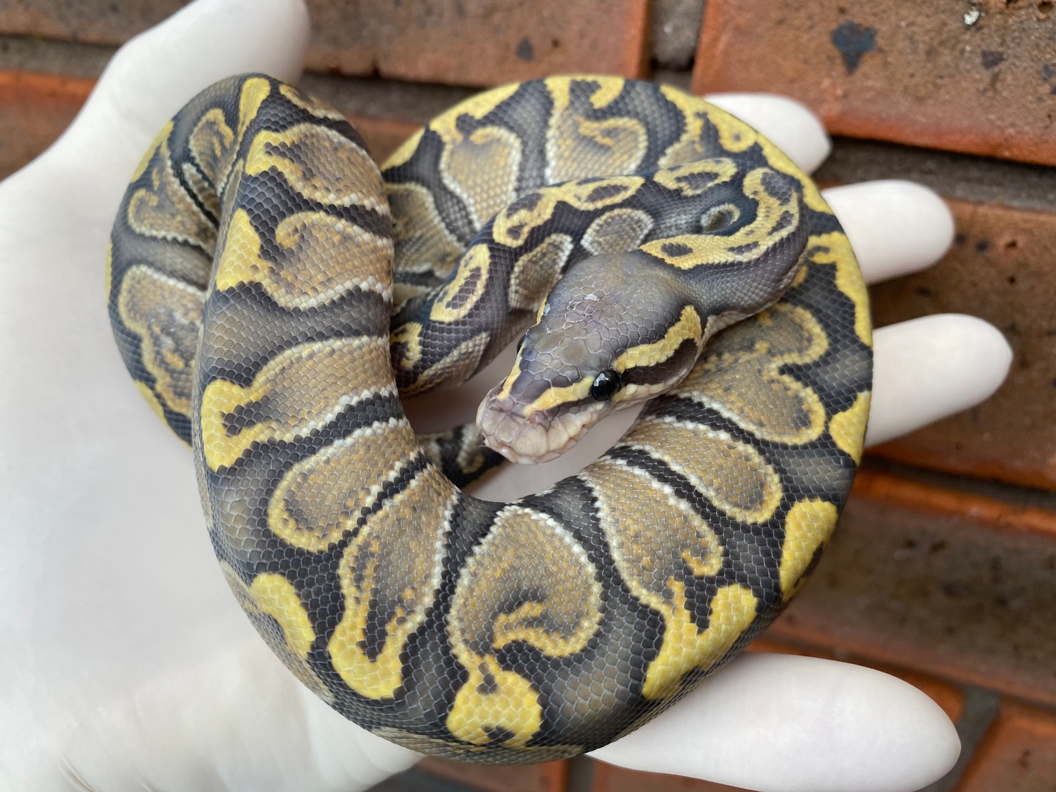 Hypo GHI (Orange Ghost) Ball Python by Crystal Palace Reptiles ...