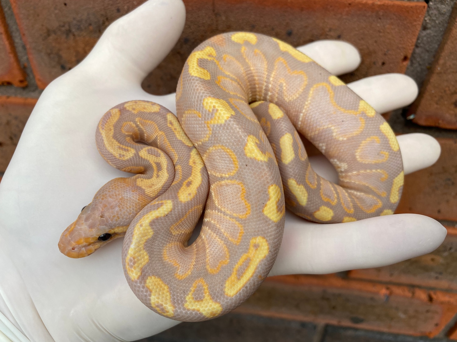 Hypo Banana GHI (Orange Ghost) Ball Python by Crystal Palace Reptiles ...
