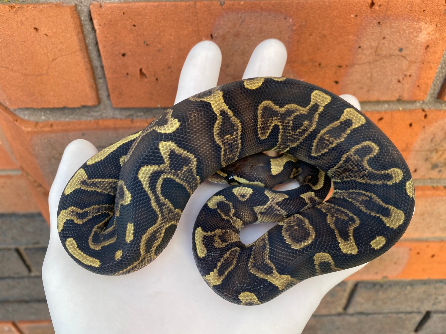 GHI Leopard Ball Python by Crystal Palace Reptiles - MorphMarket