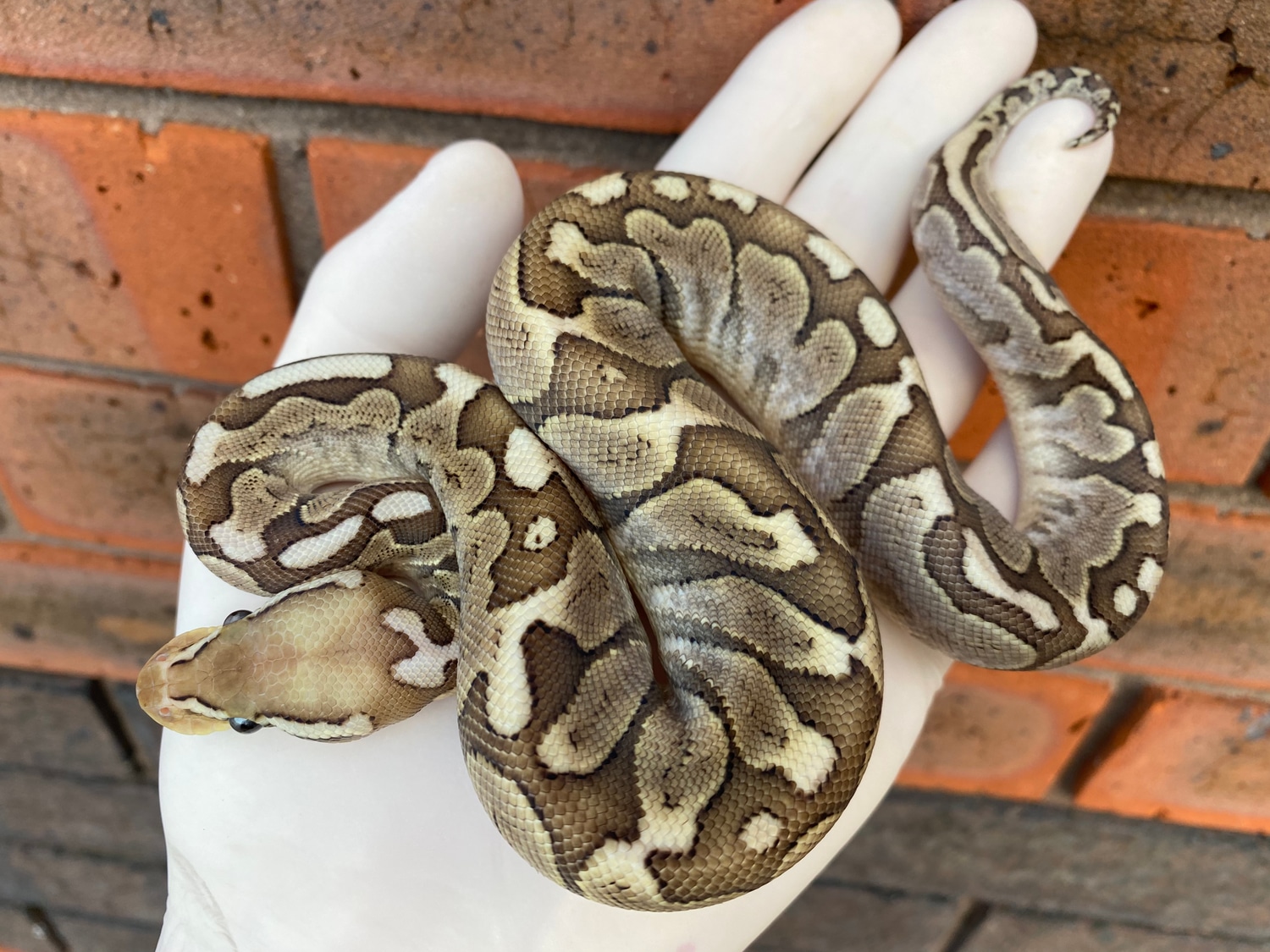 Bamboo Ball Python by Crystal Palace Reptiles - MorphMarket