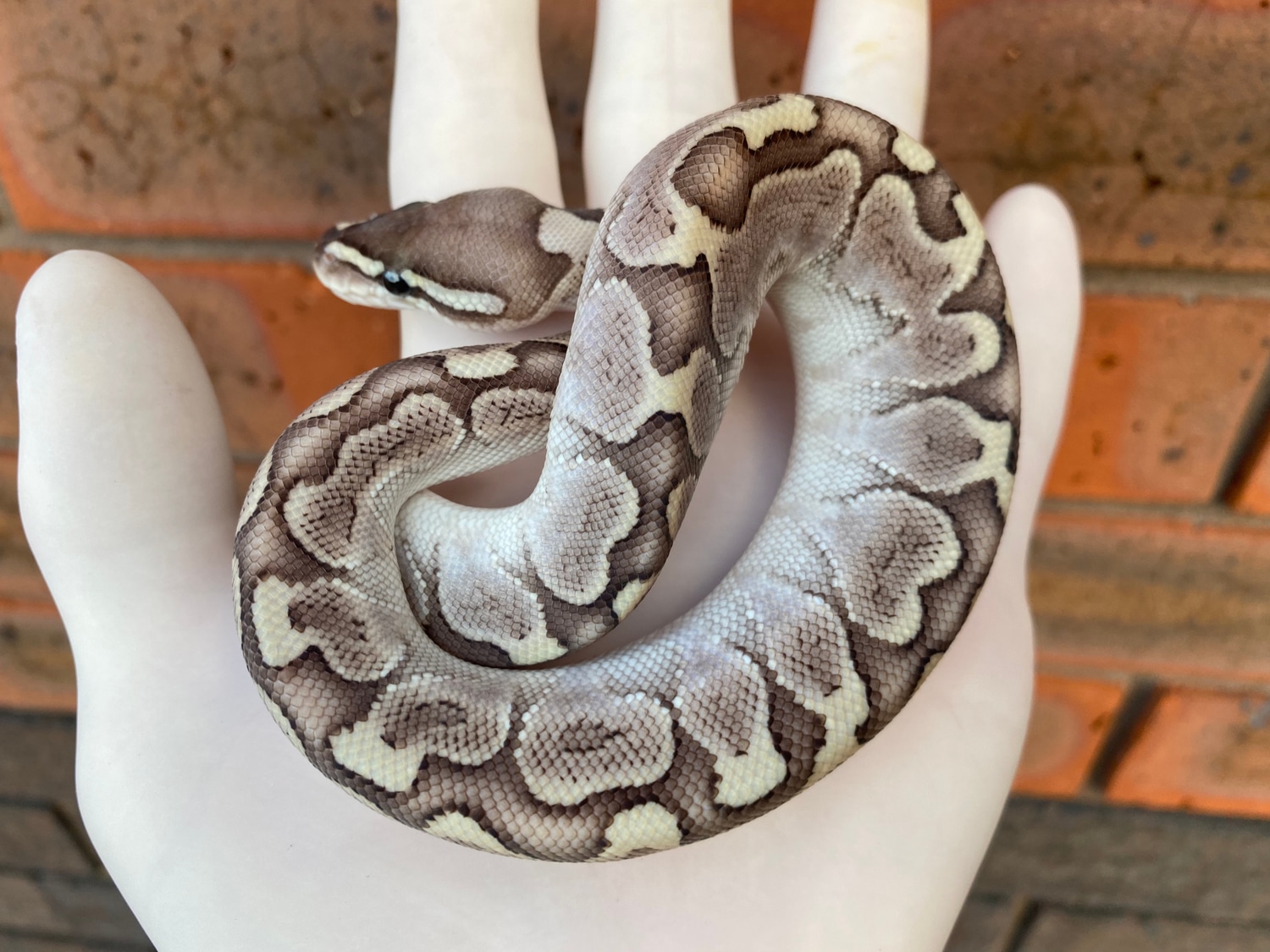 Bamboo Ball Python by Crystal Palace Reptiles - MorphMarket