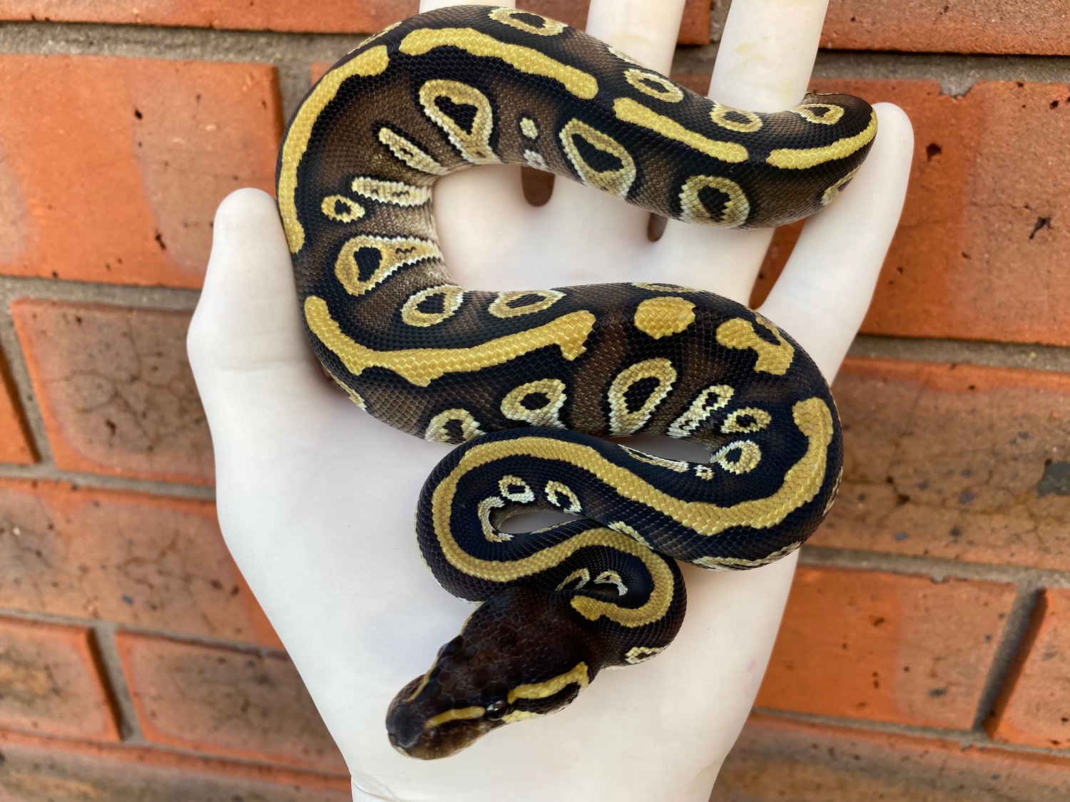 Mahogany Mojave Ball Python by Crystal Palace Reptiles - MorphMarket