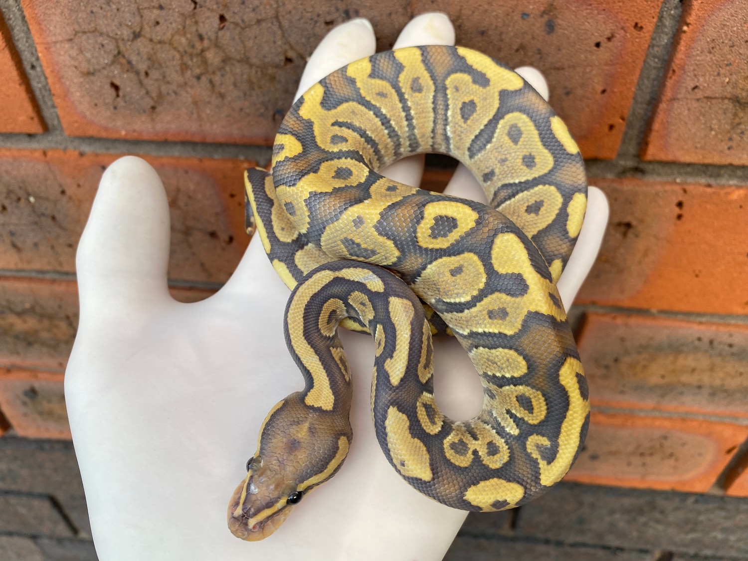 Hypo Enchi (Orange Ghost) Ball Python by Crystal Palace Reptiles ...