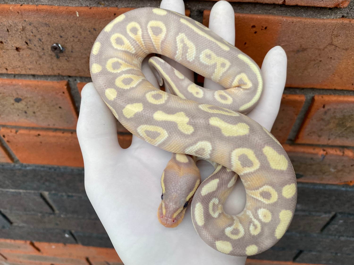 Banana Mojave Ball Python by Crystal Palace Reptiles - MorphMarket
