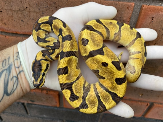 Super Enchi YellowBelly OR Spark Ball Python by Crystal Palace Reptiles ...
