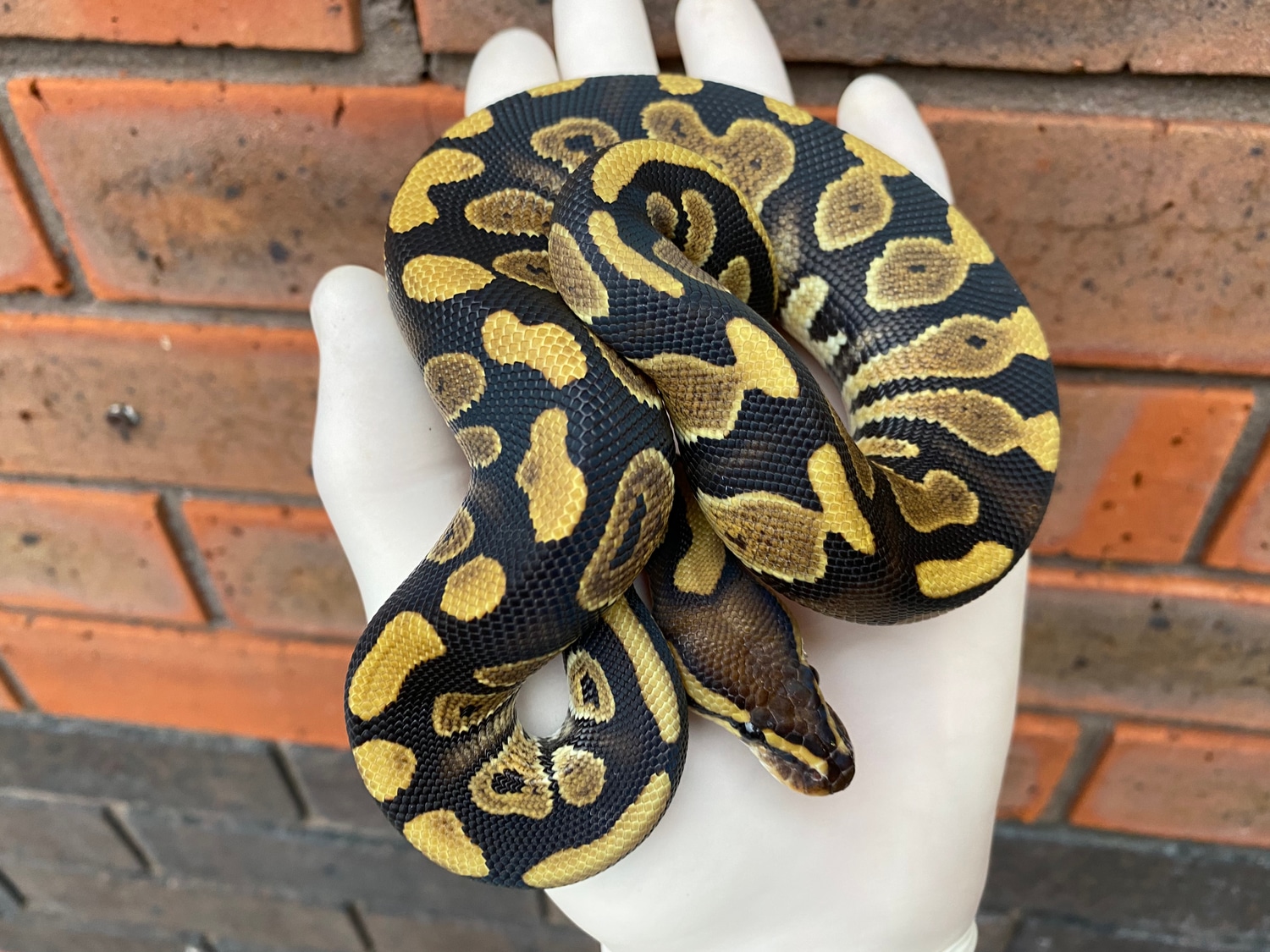 Chocolate 100% Double Het Hypo Clown (Orange Ghost) Ball Python by ...