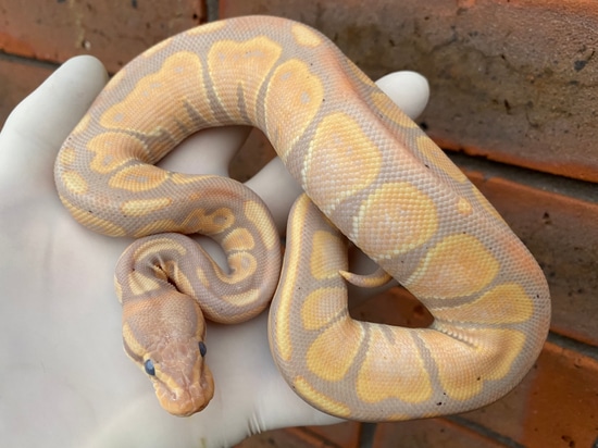 Ultramel Banana 66% Poss Het GeneticStripe Ball Python by Crystal ...