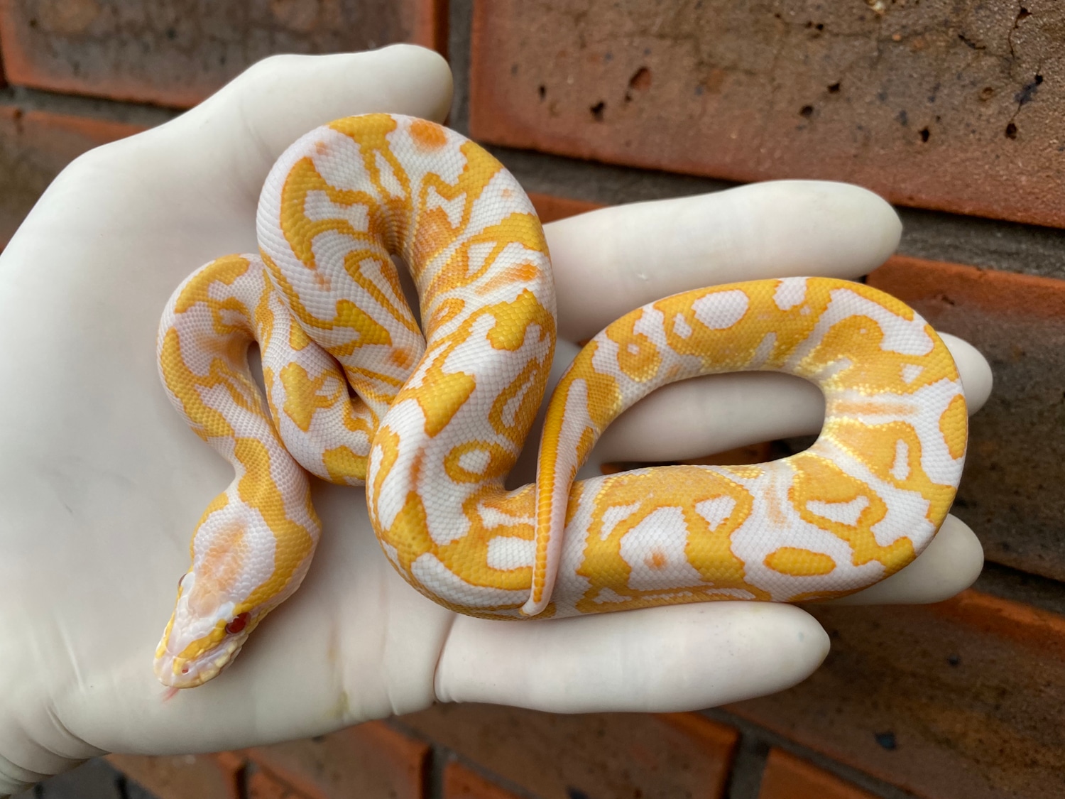 Lavender Albino GHI Ball Python by Crystal Palace Reptiles - MorphMarket