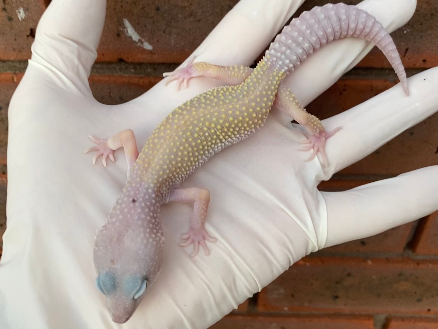 Murphy’s Patternless Leopard Gecko by Crystal Palace Reptiles - MorphMarket