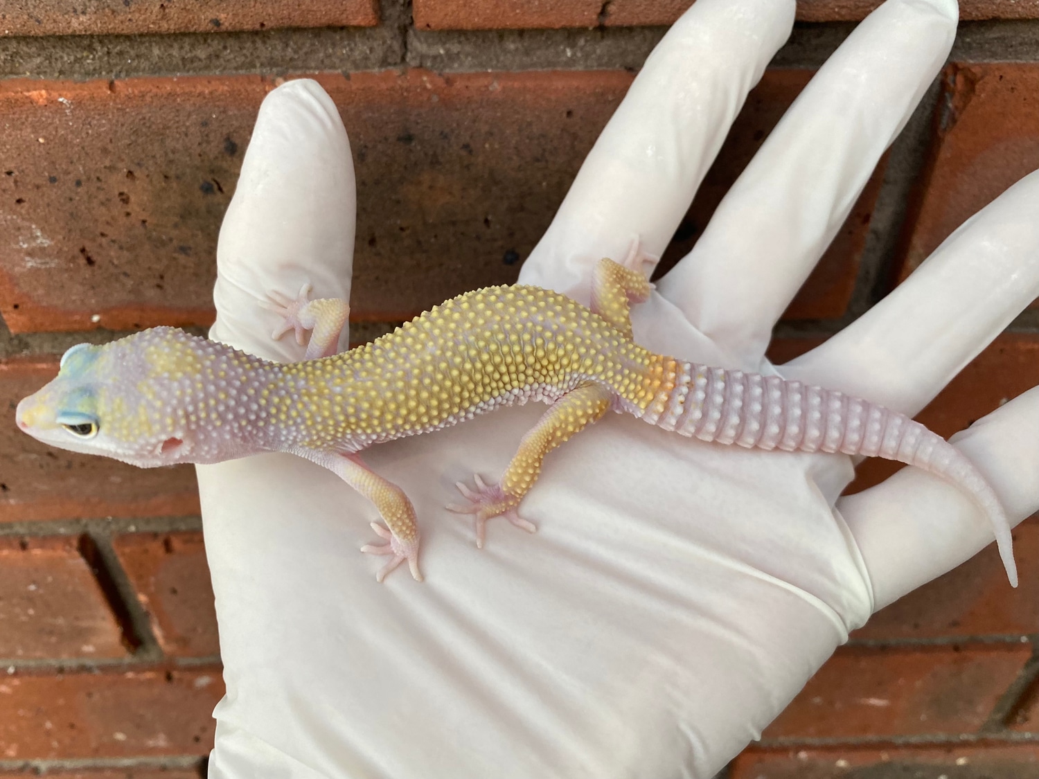 Murphy’s Patternless Leopard Gecko by Crystal Palace Reptiles - MorphMarket