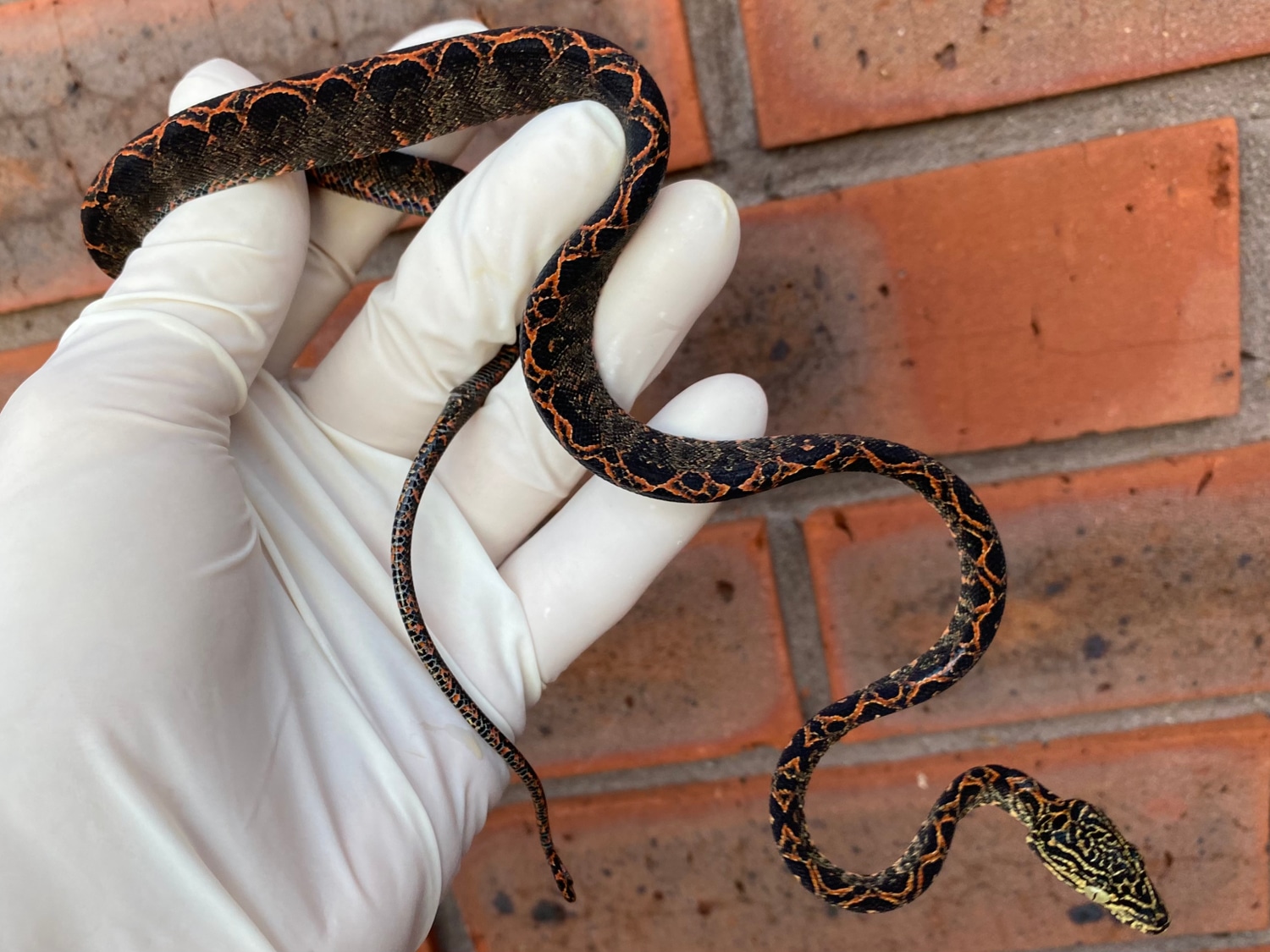 (Halloween Phase) Amazon Tree Boa by Crystal Palace Reptiles - MorphMarket