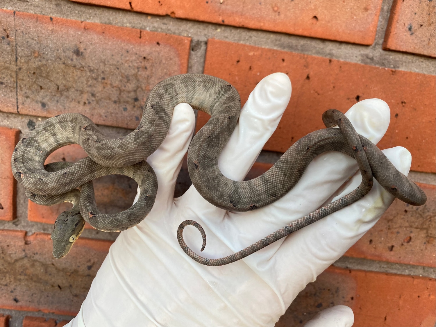 (Halloween Phase) Amazon Tree Boa by Crystal Palace Reptiles - MorphMarket