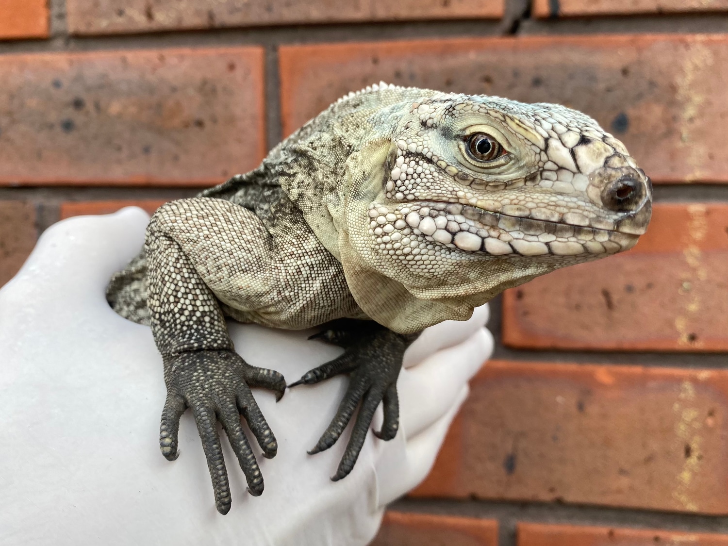 Cyclura Cychlura Figginsi (Exuma Island Rock ) Other Iguana by Crystal ...