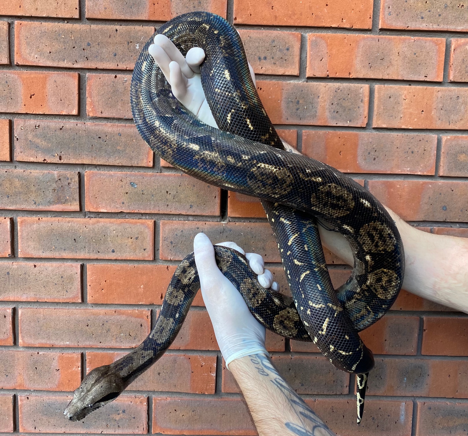 El Salvador Dwarf Boa PAIR Boa Constrictor by Crystal Palace Reptiles ...