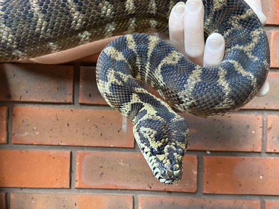 Morelia Spilota Harrisoni PAIR Irian Jaya Carpet Python by Crystal ...
