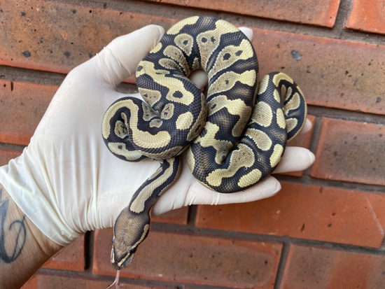 Hypo (Orange Ghost) Ball Python by Crystal Palace Reptiles