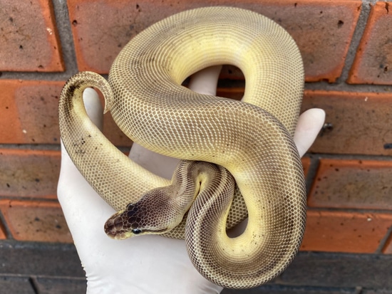 Cinnamon Bongo YellowBelly Pastel 100% Het Sahara Ball Python by ...