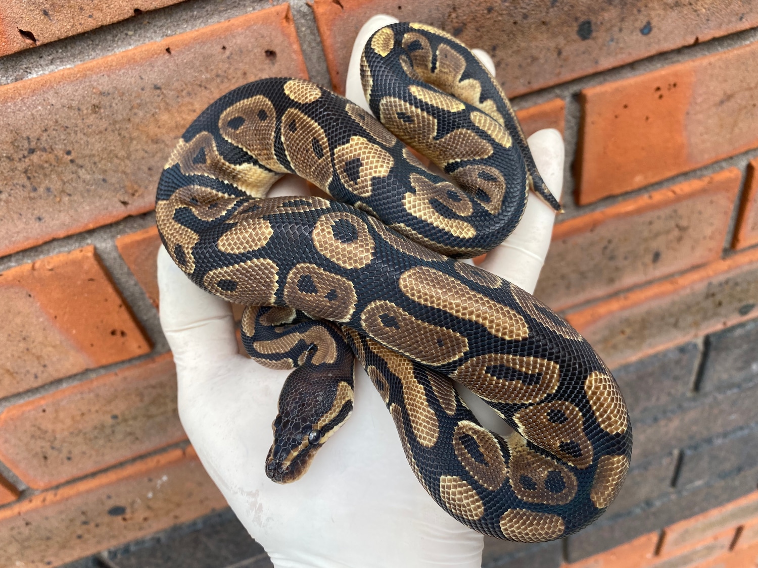 WildType Ball Python by Crystal Palace Reptiles - MorphMarket