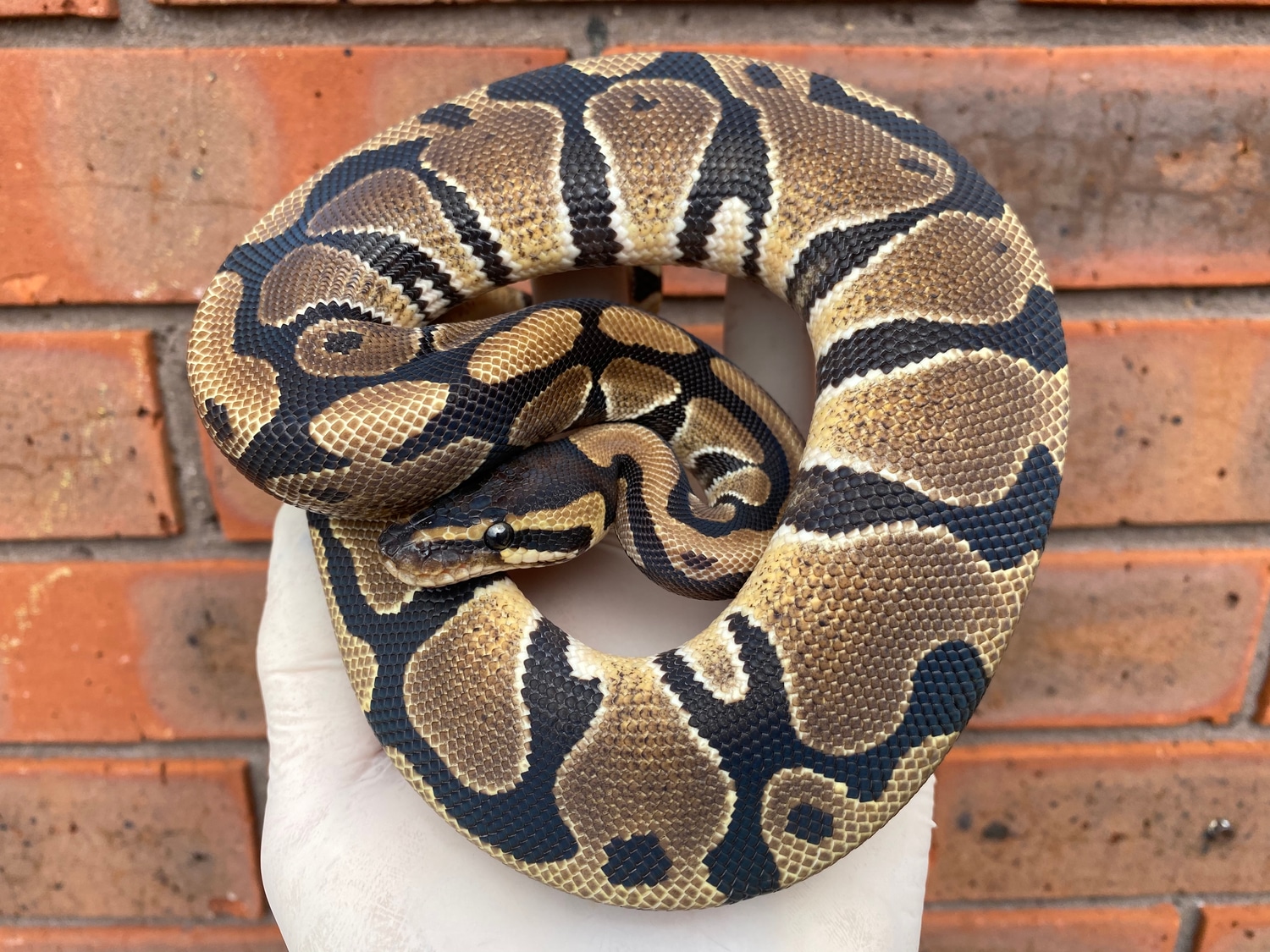WildType Ball Python by Crystal Palace Reptiles - MorphMarket