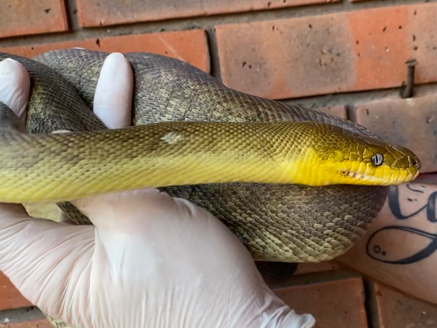 Macklot's Python by Crystal Palace Reptiles - MorphMarket