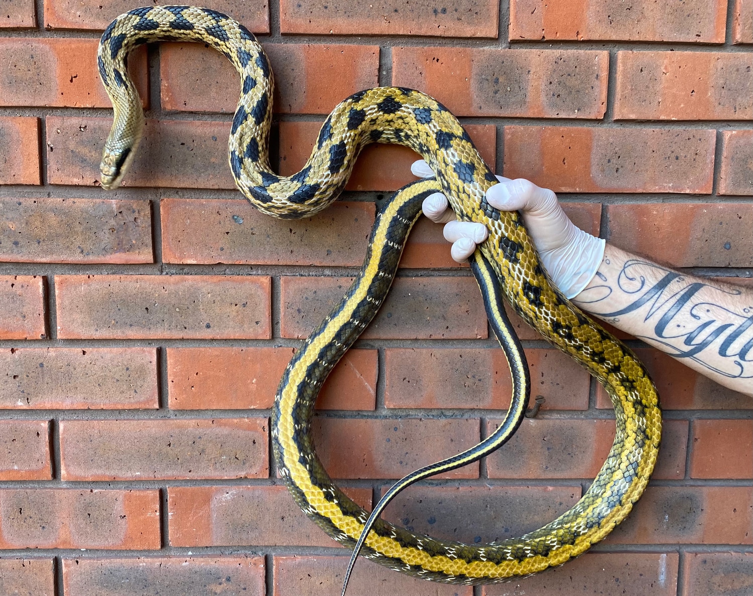 Taiwanese -Orthriophis Taeniurus Friesi- Beauty Rat Snake by Crystal ...
