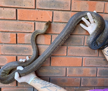 Macklot's Python by Crystal Palace Reptiles - MorphMarket