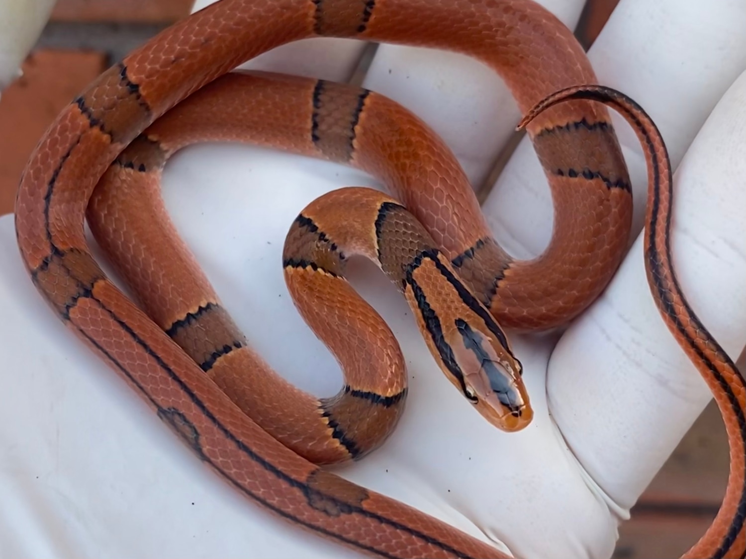 Porphyraceus Bamboo Rat Snake by Crystal Palace Reptiles - MorphMarket