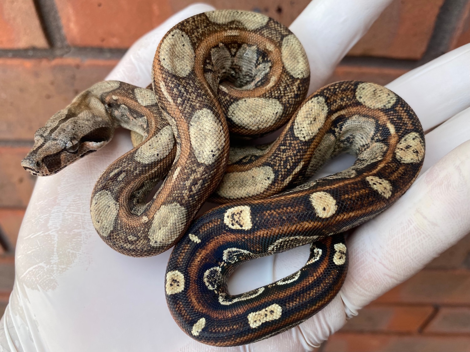 Inca 50% Poss Het Albino (Sharp) Boa Constrictor by Crystal Palace ...