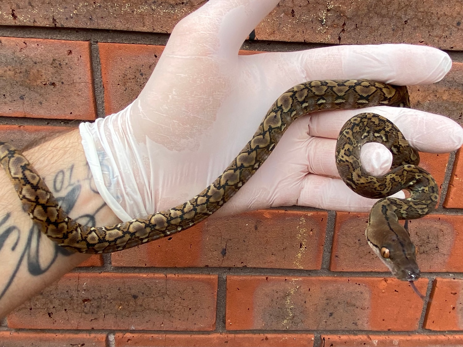 Madu Dwarf Reticulated Python by Crystal Palace Reptiles - MorphMarket