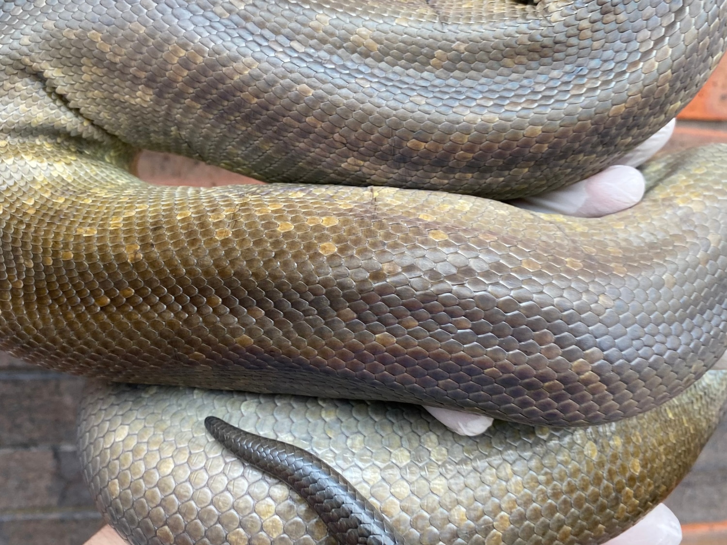 Macklot's Python by Crystal Palace Reptiles - MorphMarket