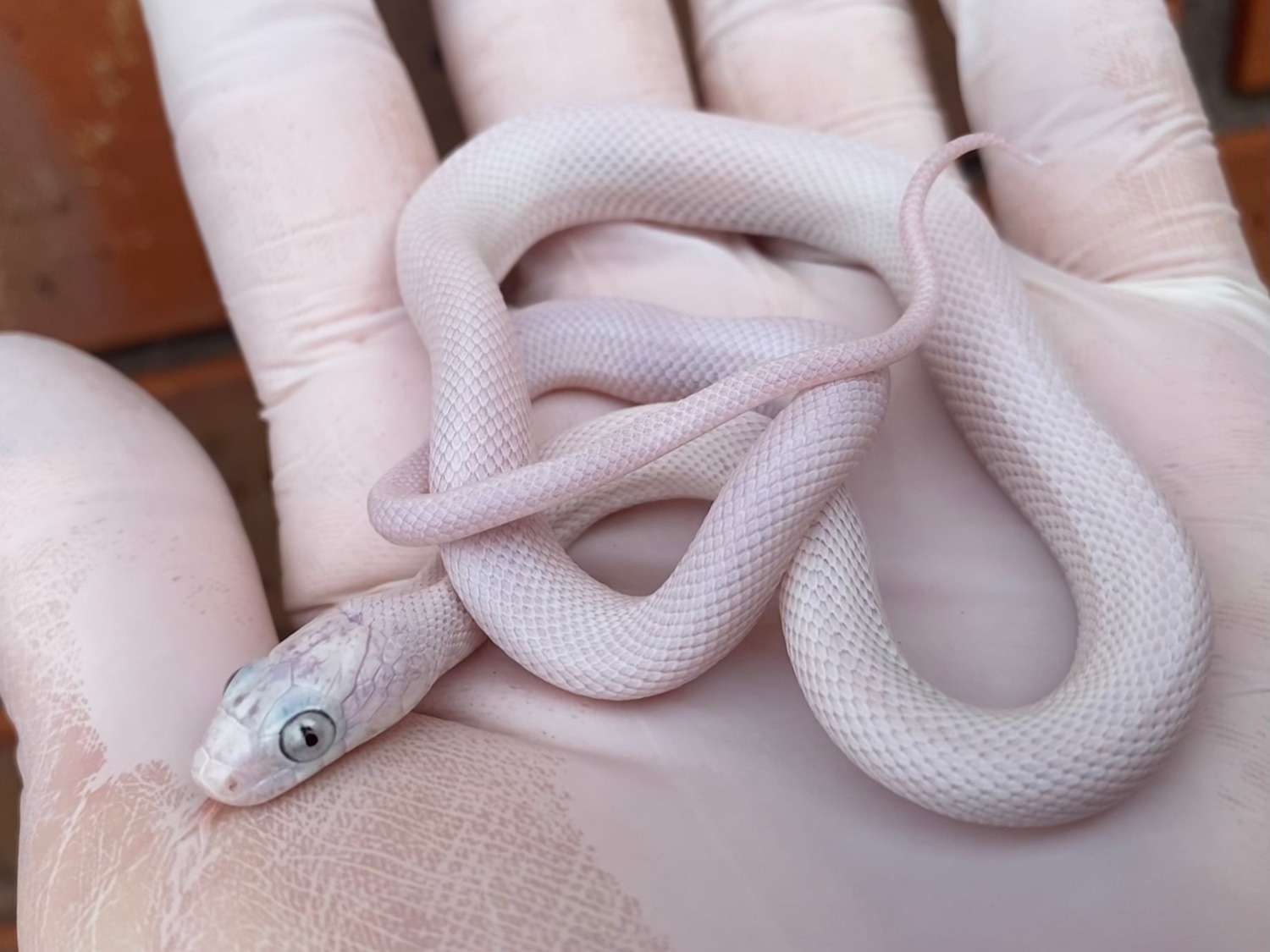 Leucistic Texas ( Lindheimeri) Western Rat Snake by Crystal Palace ...