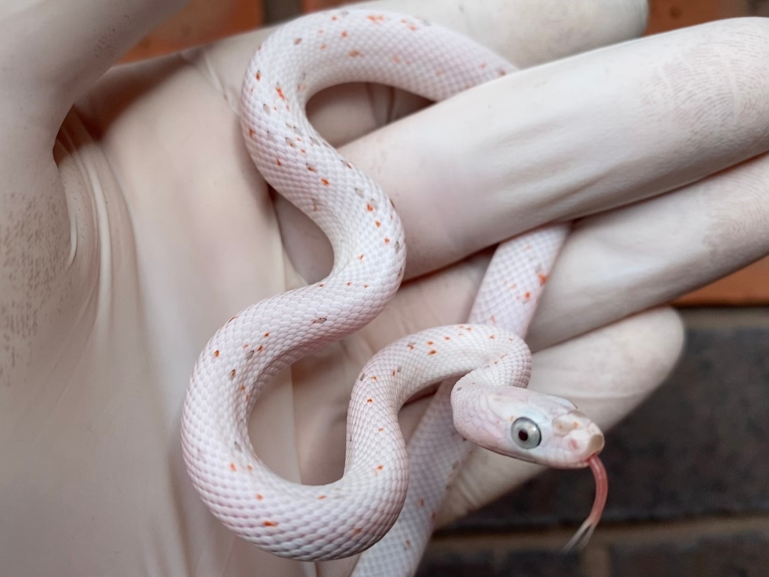 Hypo Palmetto Corn Snake by Crystal Palace Reptiles - MorphMarket