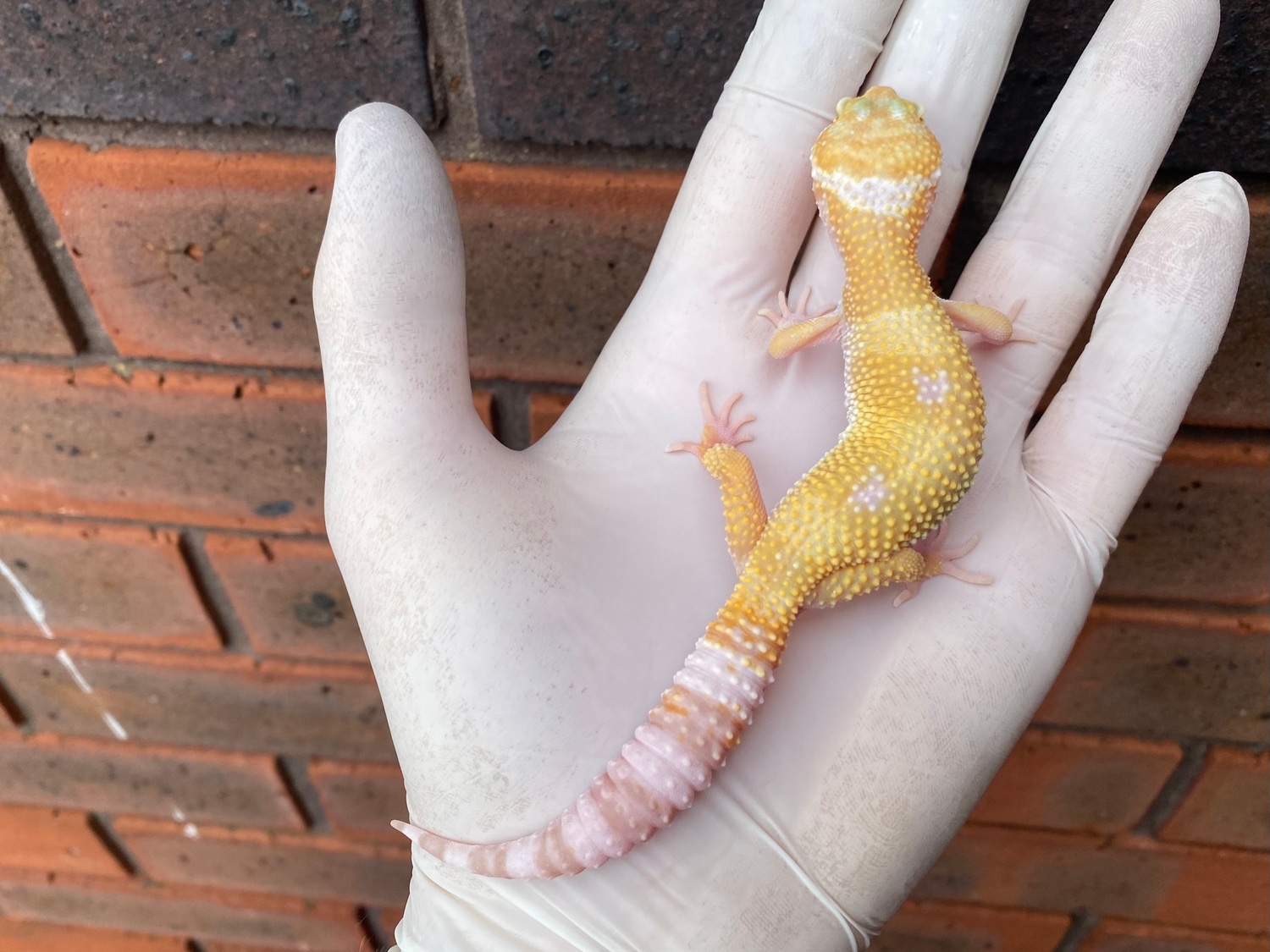 Hybino (Bell) Leopard Gecko by Crystal Palace Reptiles - MorphMarket